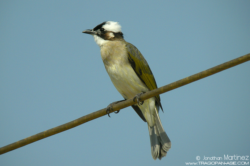 Light-vented Bulbul ( Pycnonotus sinensis ) ssp sinensis | tragopan ...